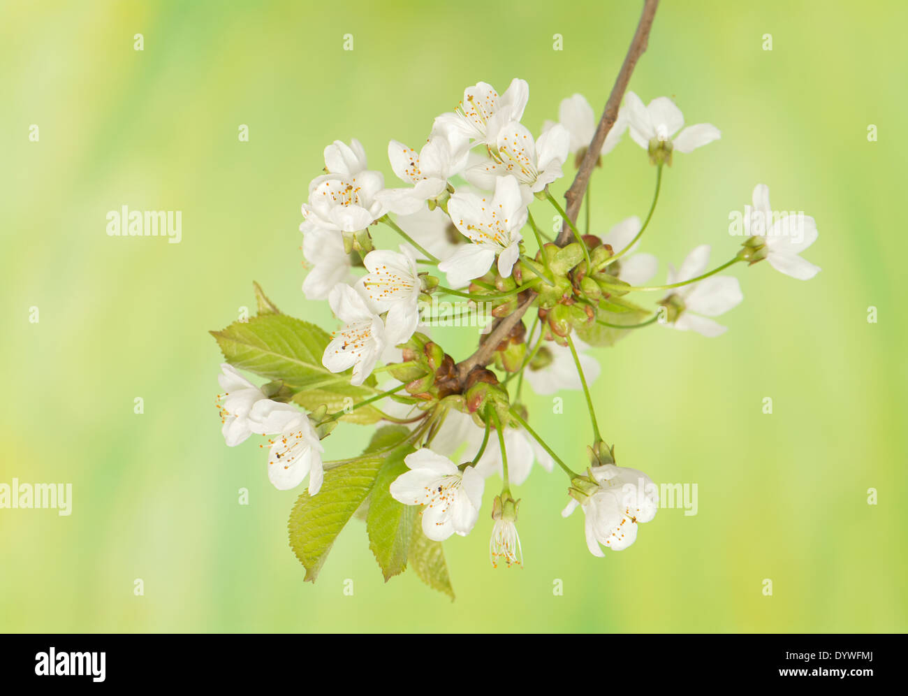 Ova plant hi-res stock photography and images - Alamy