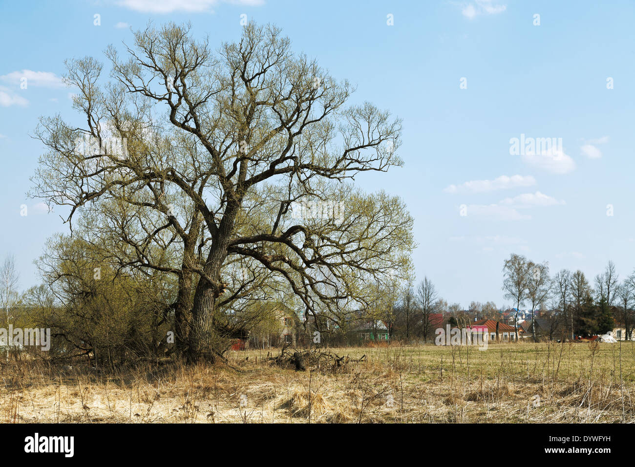 russian rural landscape with old oak and village in spring Stock Photo ...