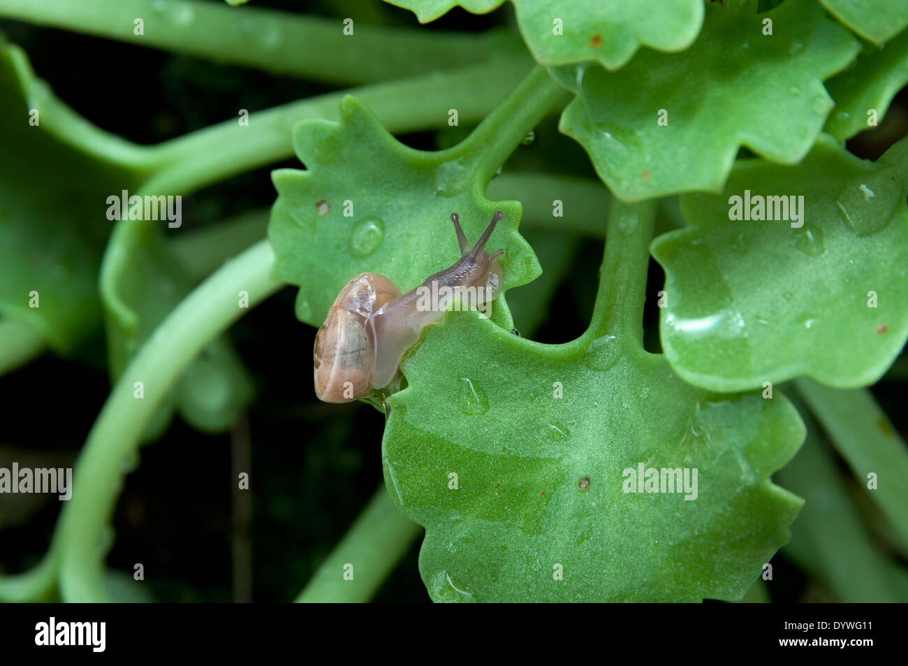 Wet insect hi-res stock photography and images - Alamy