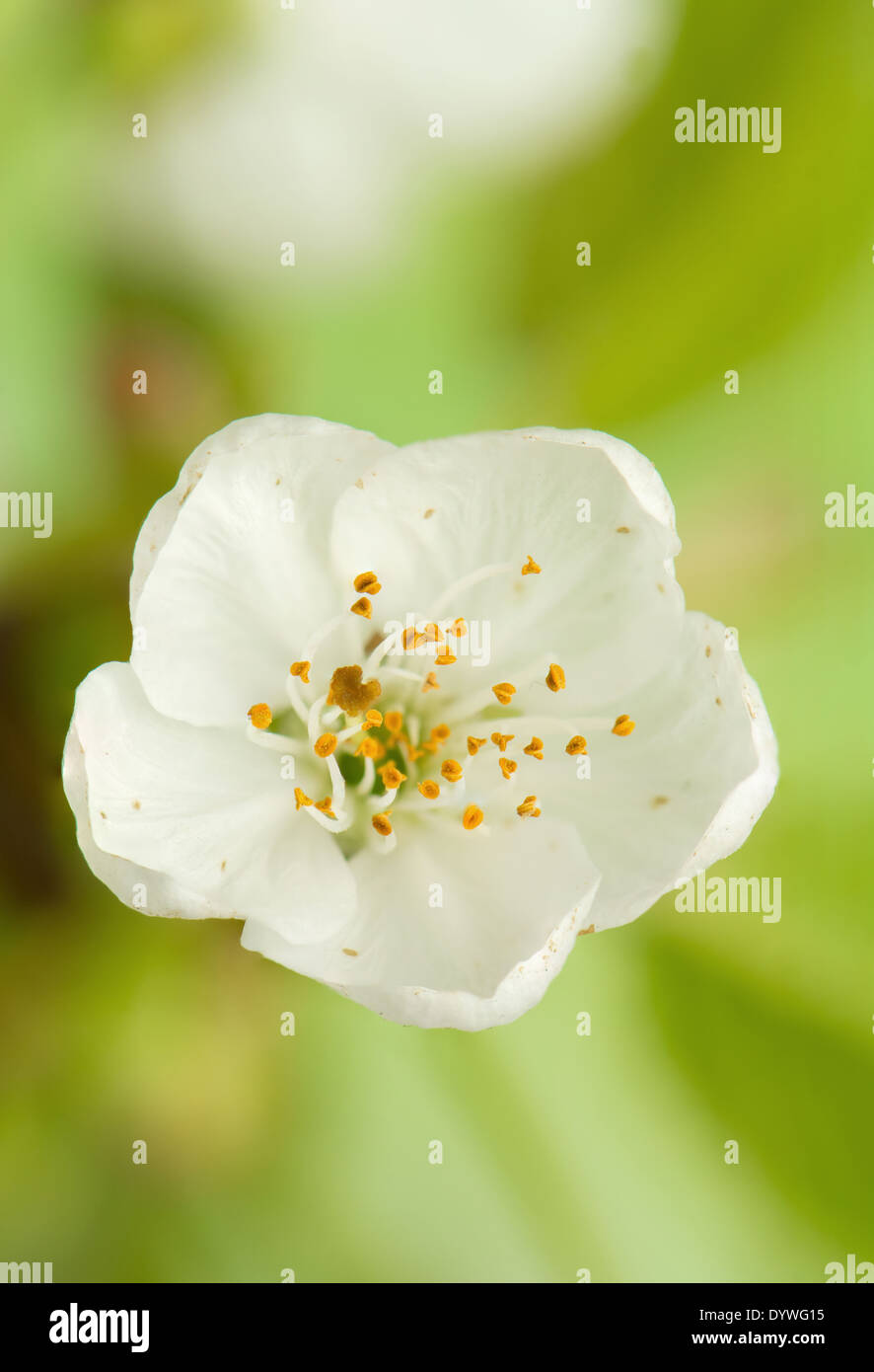 Flake flower hi-res stock photography and images - Alamy
