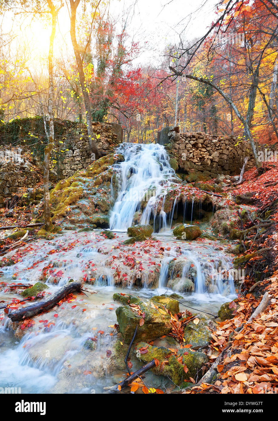 Colorful forest hi-res stock photography and images - Alamy