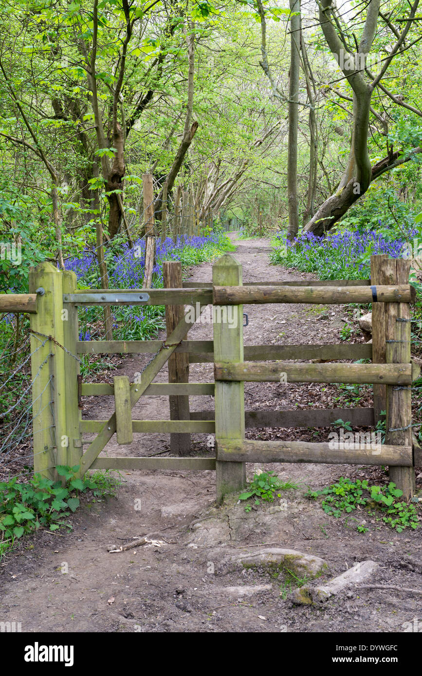 Wooden gate and fence leading to a forest path Stock Photo - Alamy
