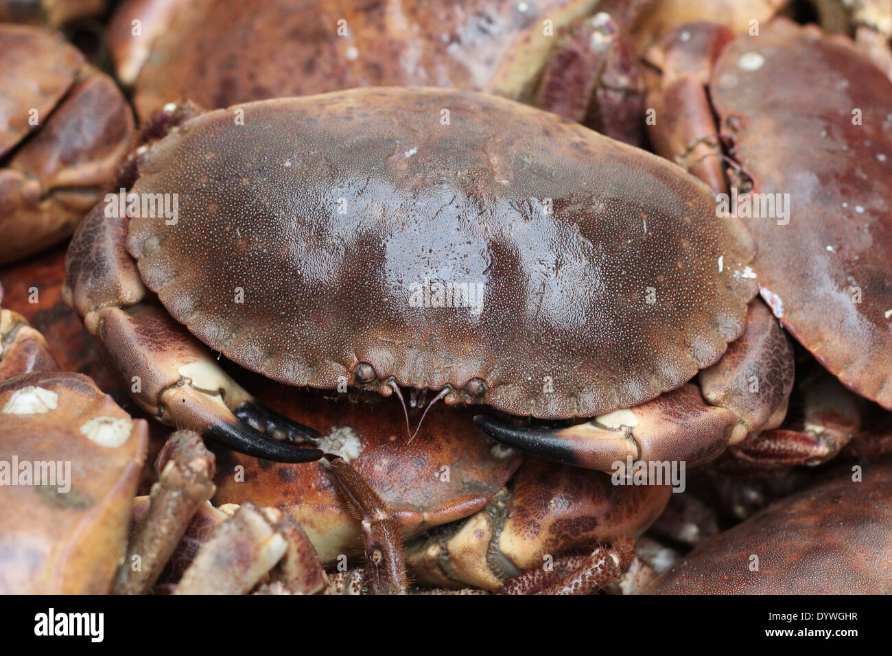 Brown Edible Crab (Cancer pagurus Stock Photo - Alamy