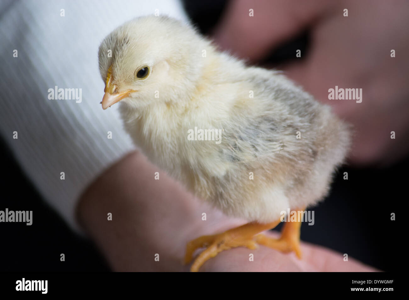 Hand holding chick hi-res stock photography and images - Alamy
