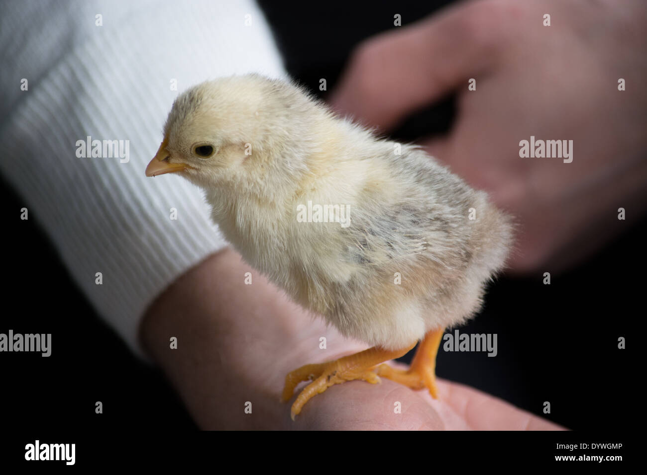 Little chick hi-res stock photography and images - Alamy