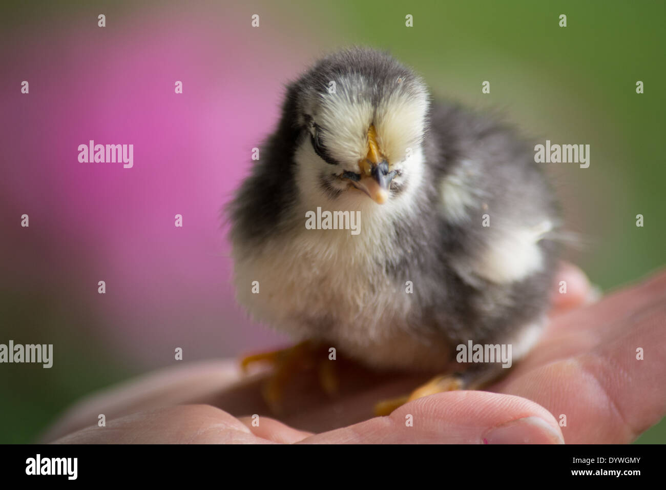 Person holding chick hi-res stock photography and images - Alamy