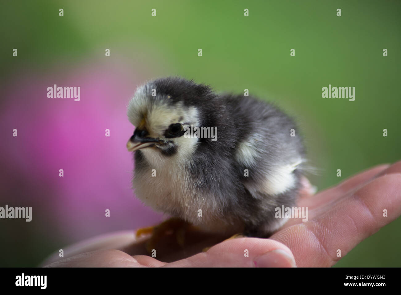 Person holding chick hi-res stock photography and images - Alamy