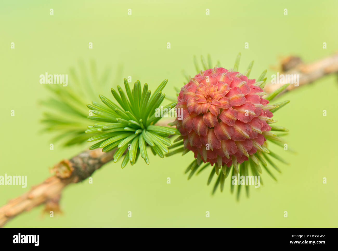 Reproduction of gymnosperms hi-res stock photography and images - Alamy