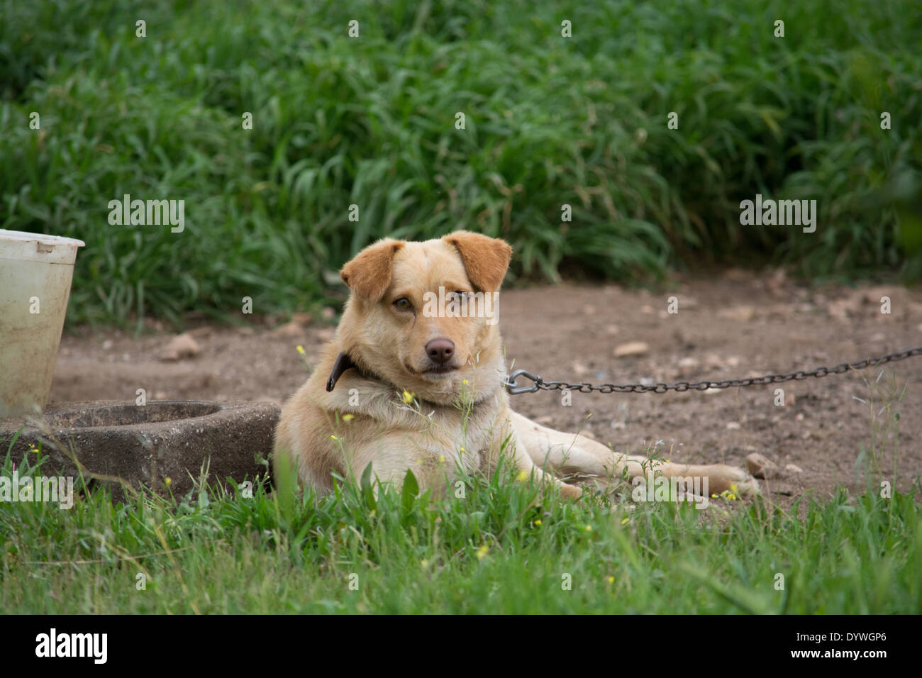 Dog looking into camera hi-res stock photography and images - Alamy