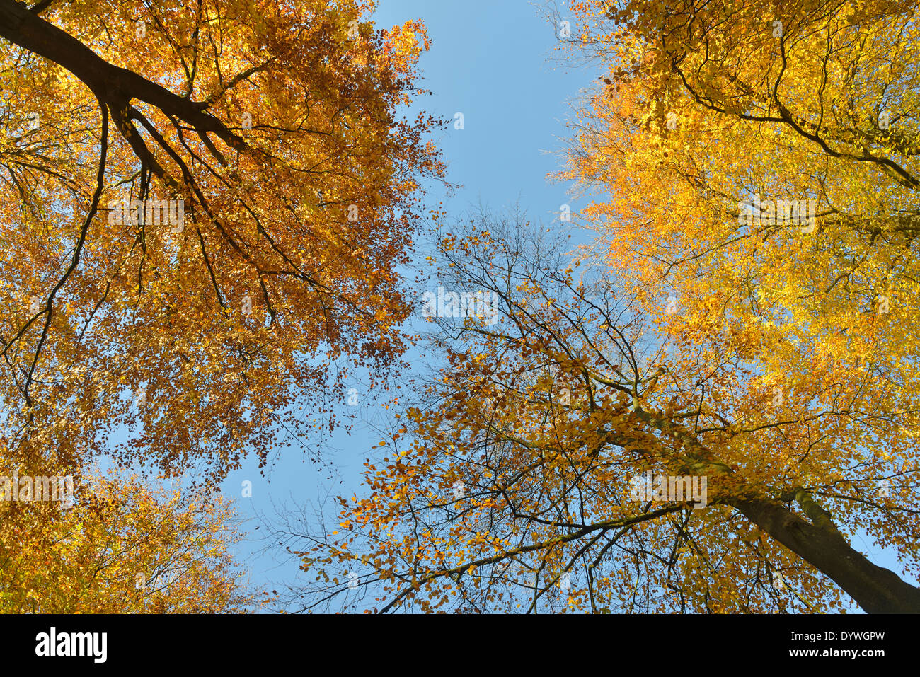 Micheldever forest hi-res stock photography and images - Alamy