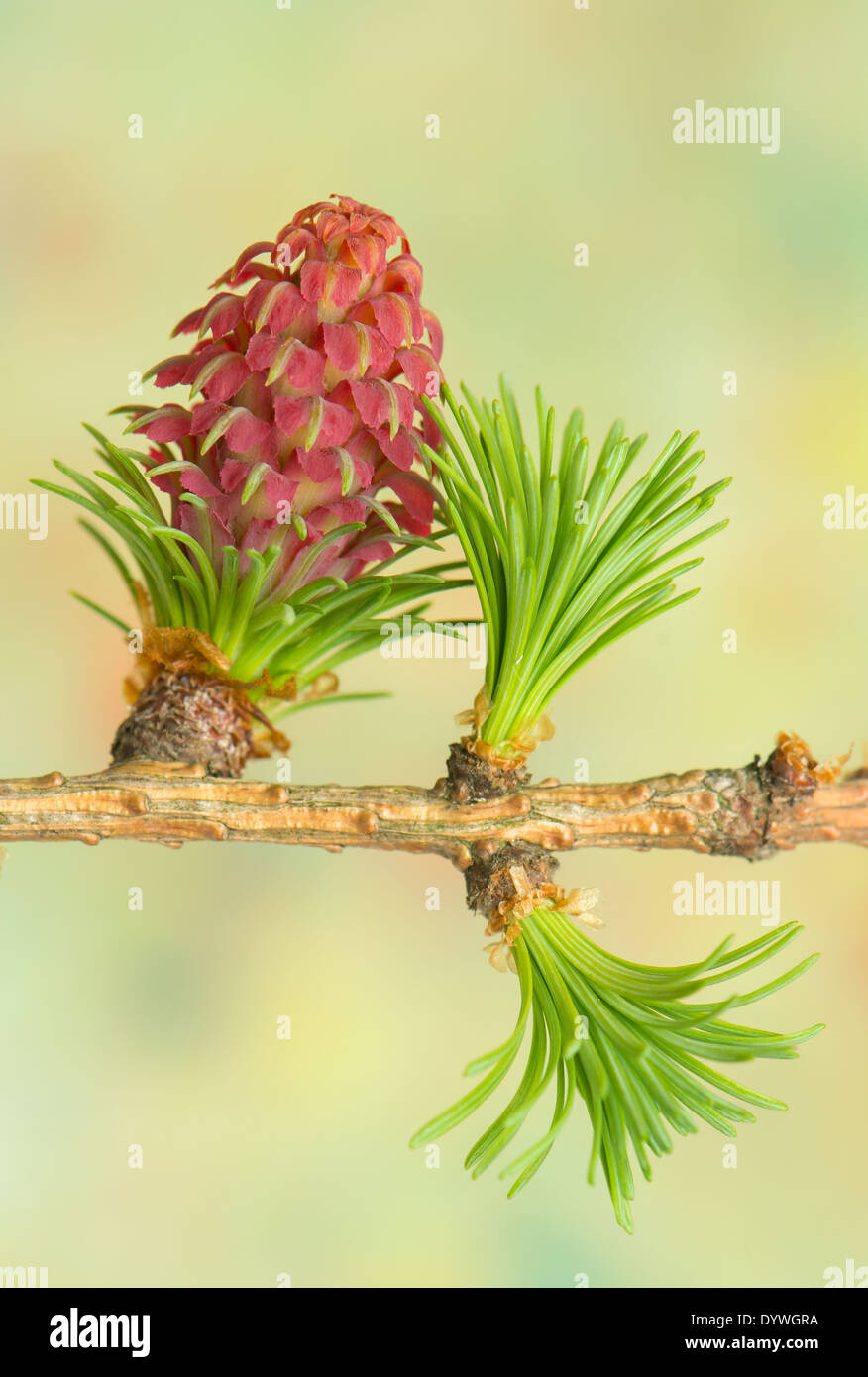 Gymnosperms hi-res stock photography and images - Alamy