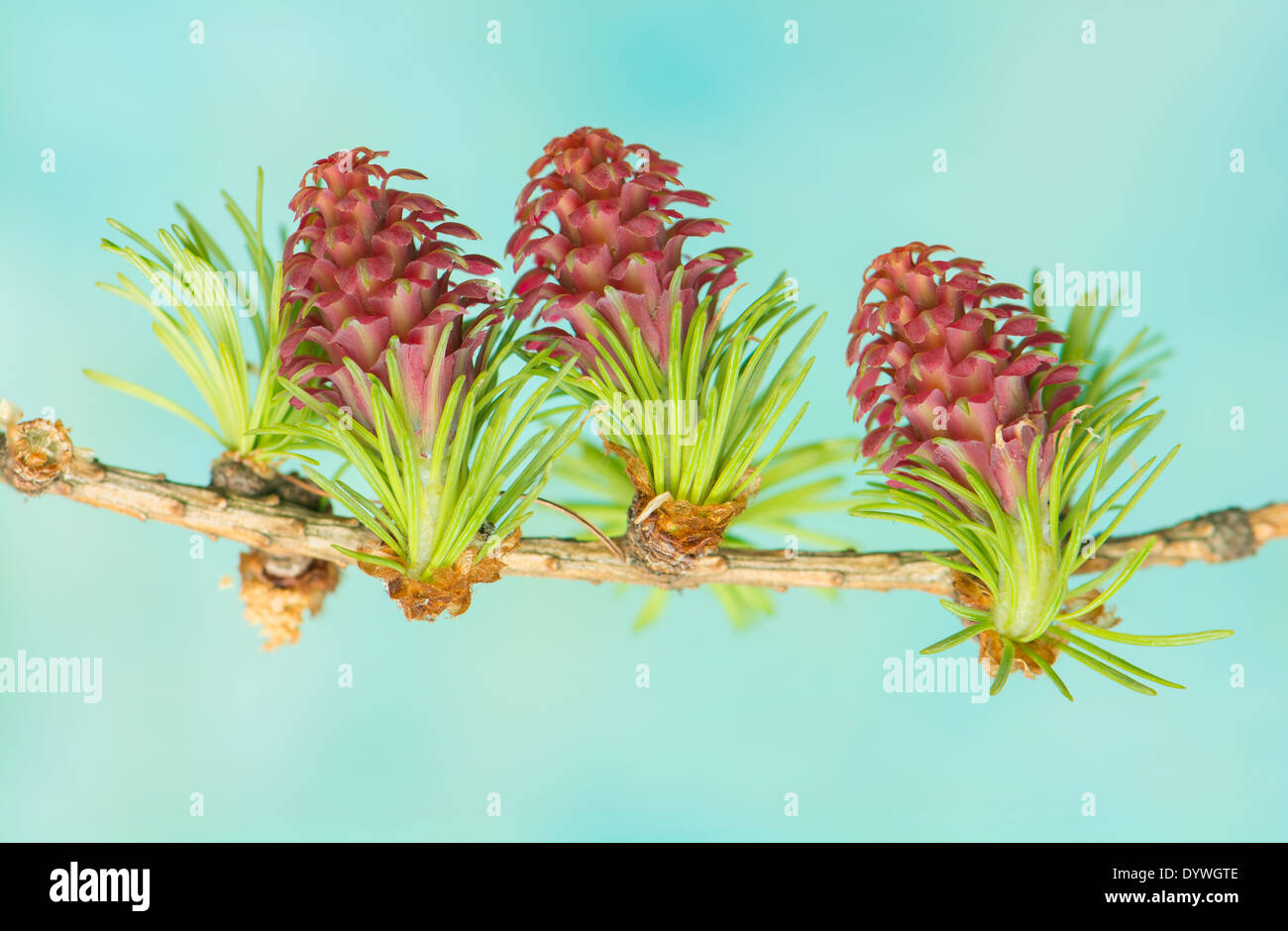 Reproduction of gymnosperms hi-res stock photography and images - Alamy