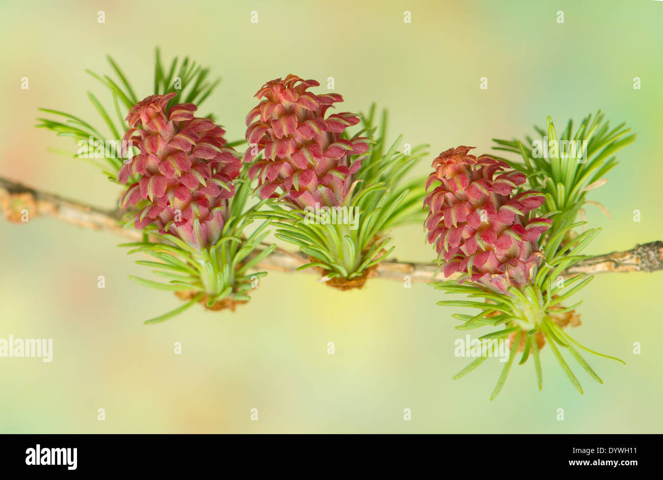 Reproduction of gymnosperms hi-res stock photography and images - Alamy