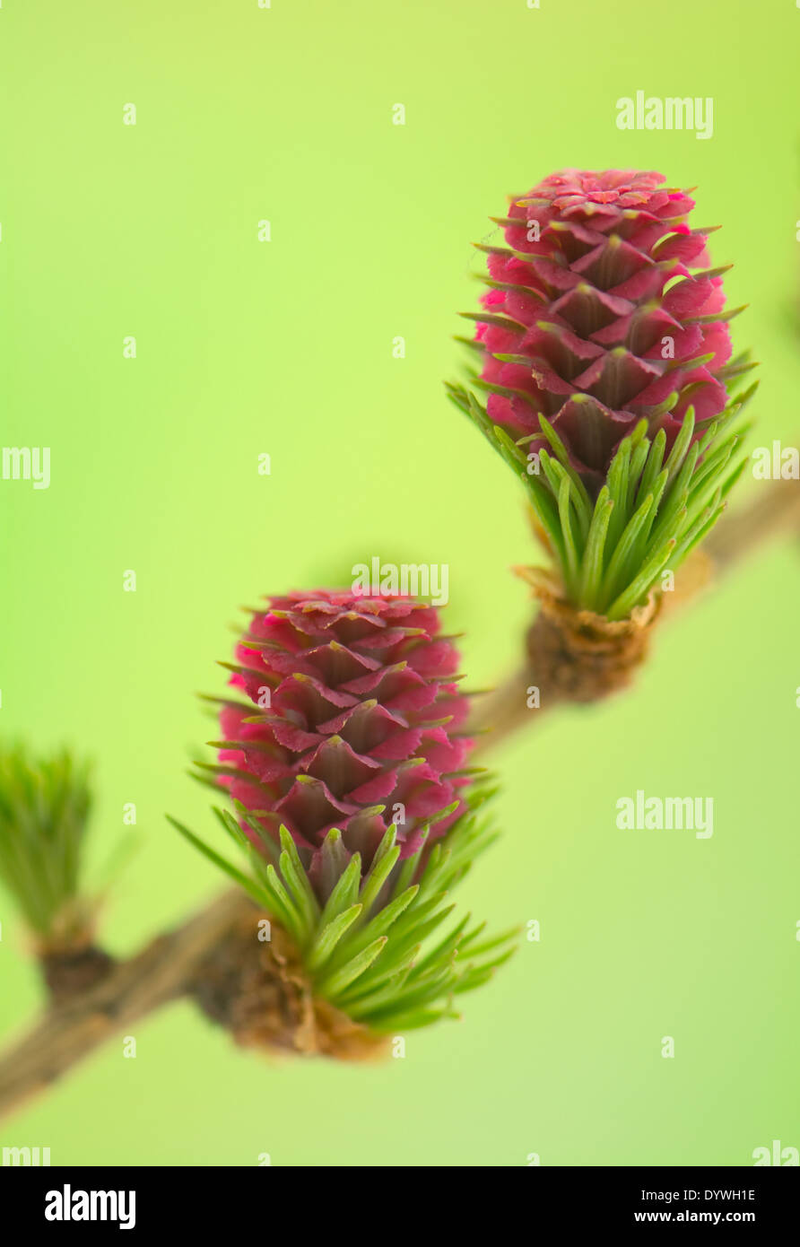 Larch flower hi-res stock photography and images - Alamy