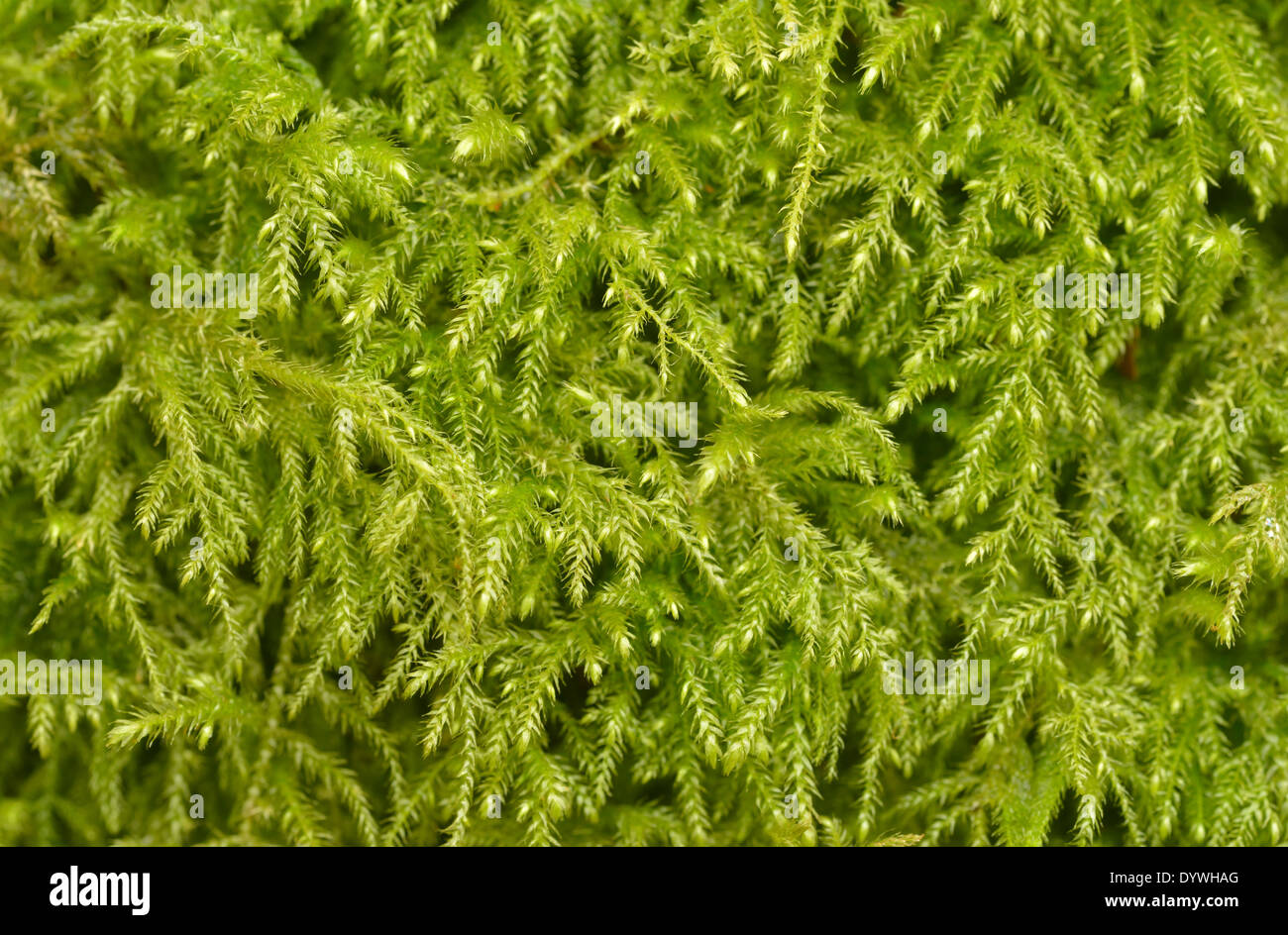 Moss close up hi-res stock photography and images - Alamy