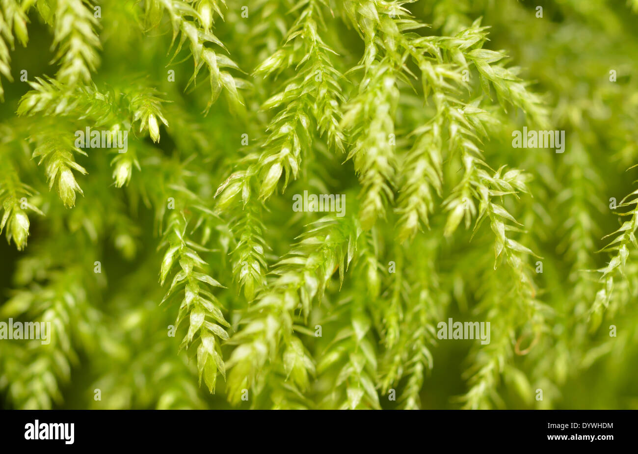 Moss close up. Image taken in Micheldever Wood, Hampshire, UK Stock ...