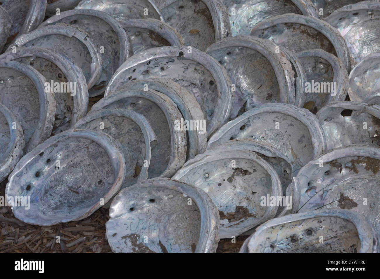 A collection of large abalone shells Stock Photo - Alamy
