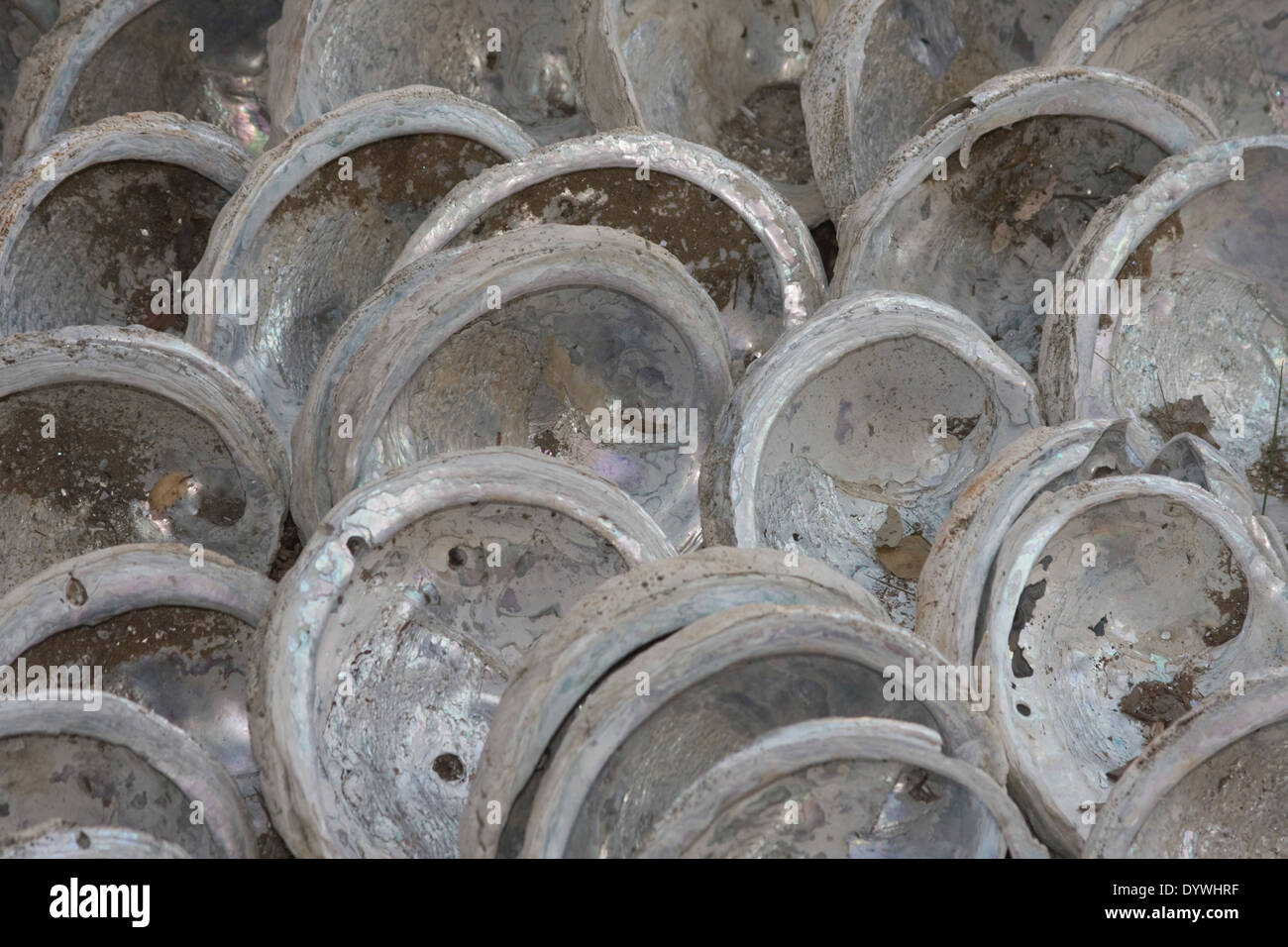 A collection of large abalone shells Stock Photo - Alamy