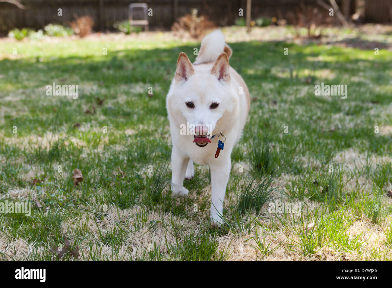 Shiba inu hi-res stock photography and images - Alamy