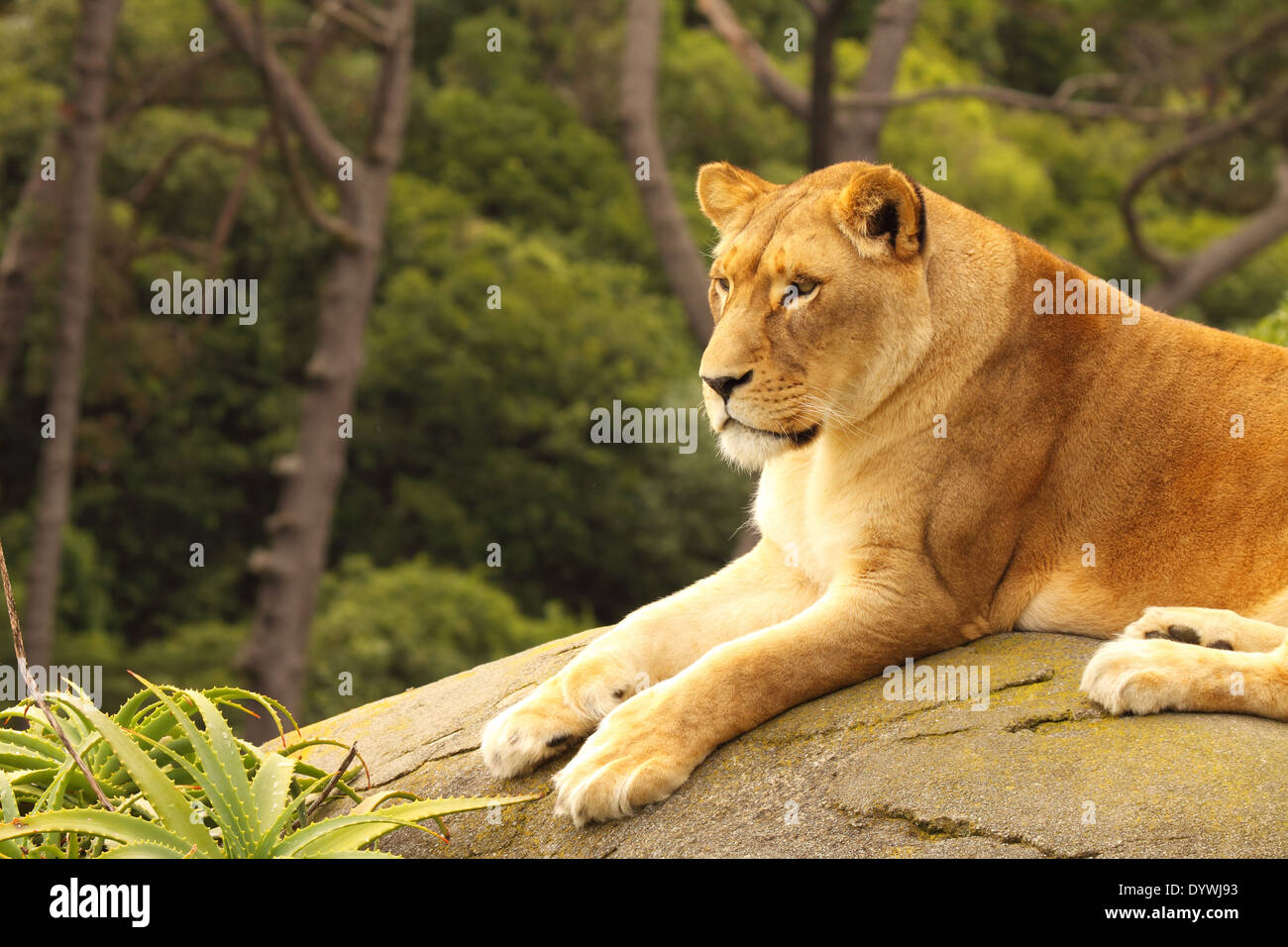 A female African Lion looking into the distance Stock Photo - Alamy