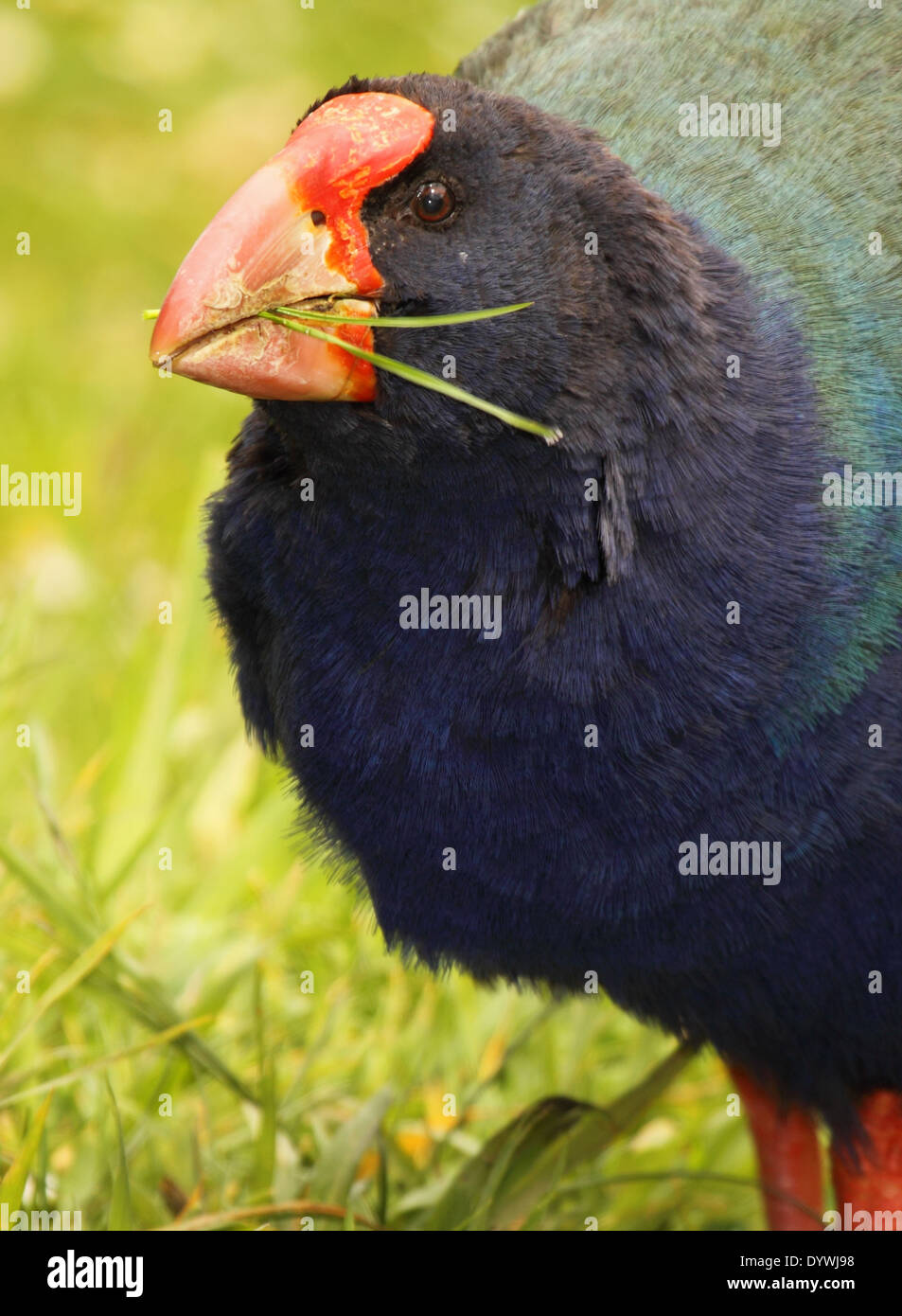 Chewing bird hi-res stock photography and images - Alamy