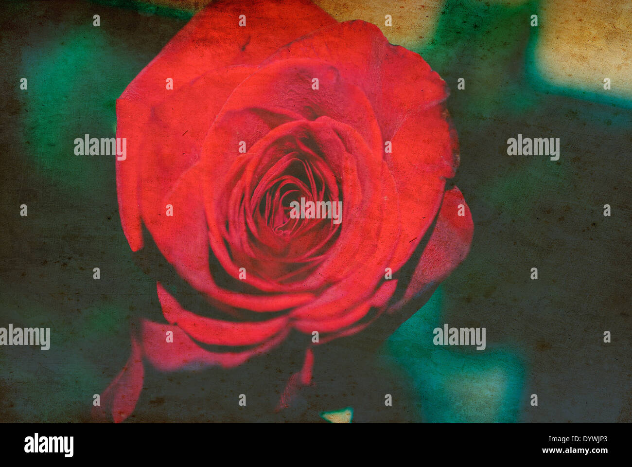 Beauty and beast vintage rose hi-res stock photography and images - Alamy