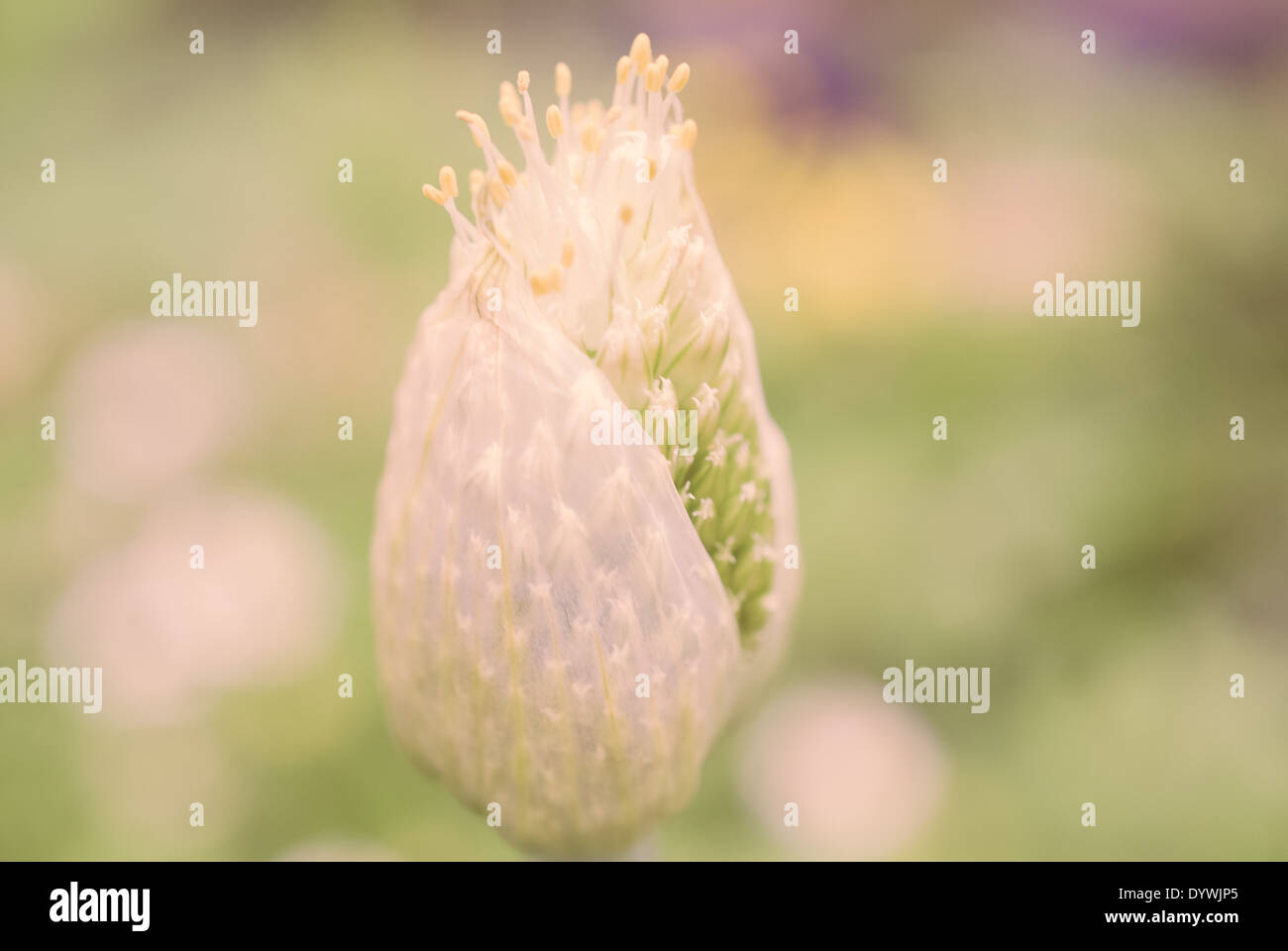 Onion seed farming hi-res stock photography and images - Alamy