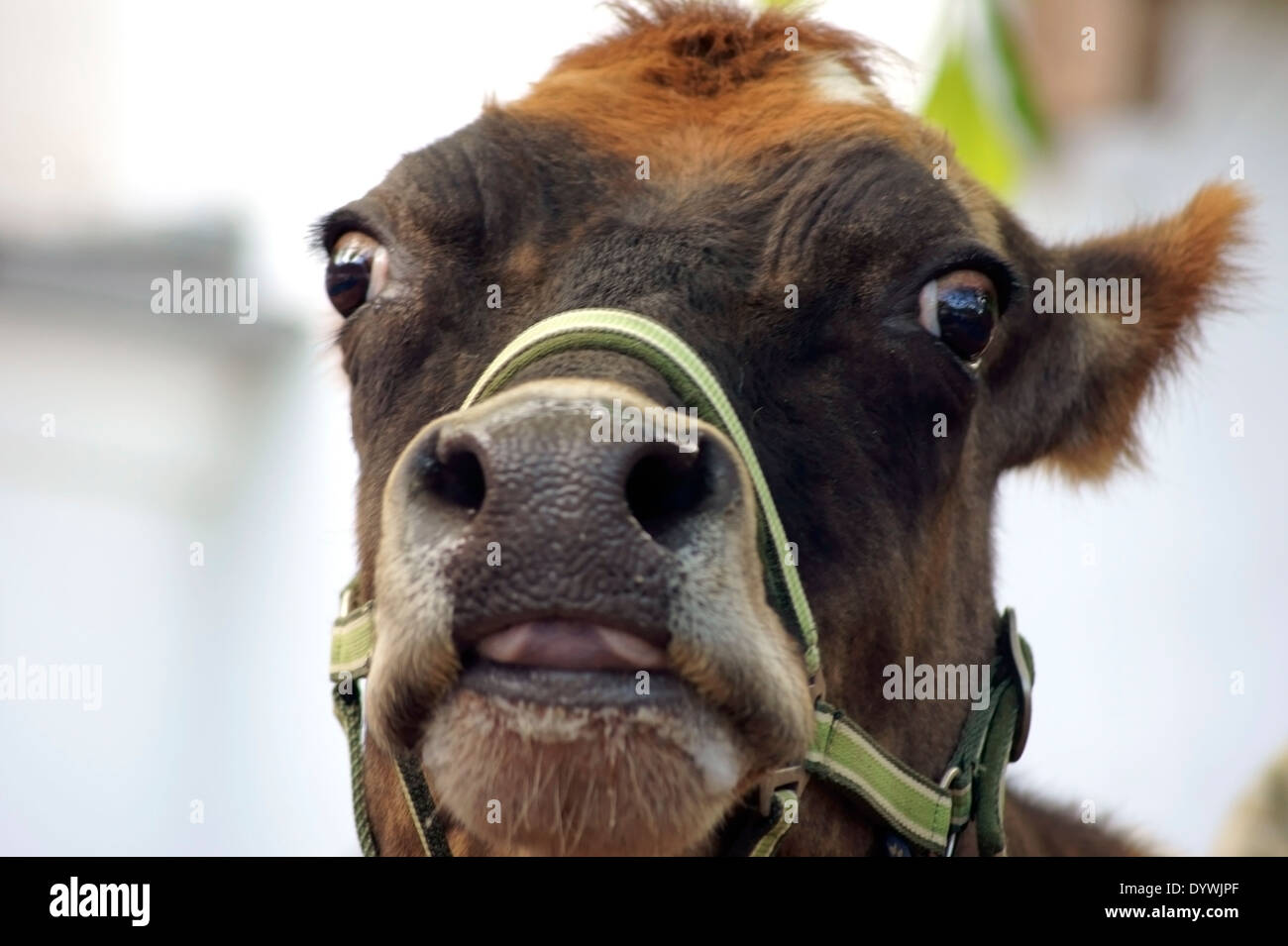Sharpened senses hi-res stock photography and images - Alamy