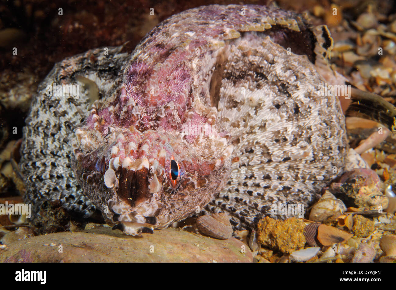 Glyptauchen panduratus hi-res stock photography and images - Alamy