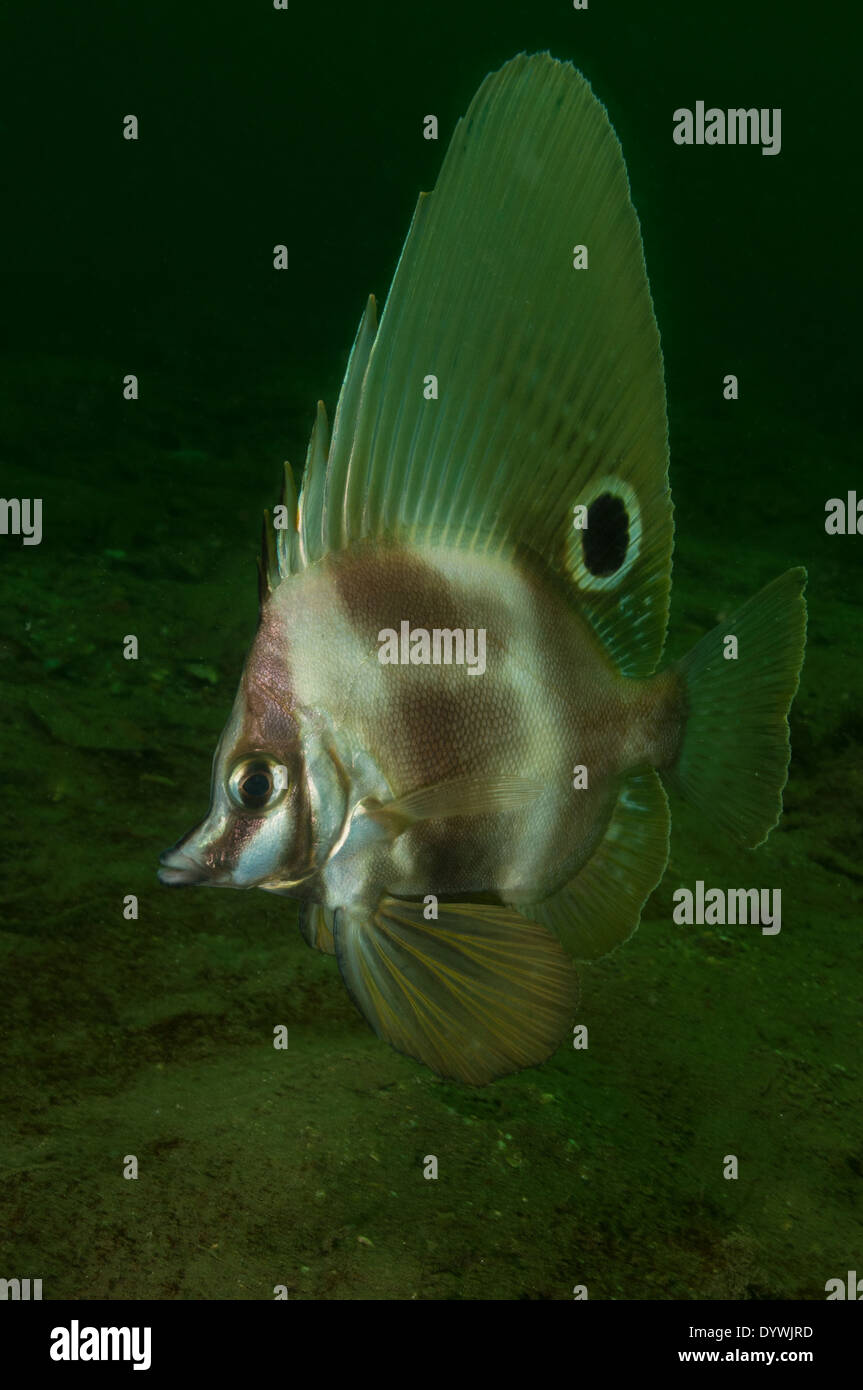 Boarfish hi-res stock photography and images - Alamy