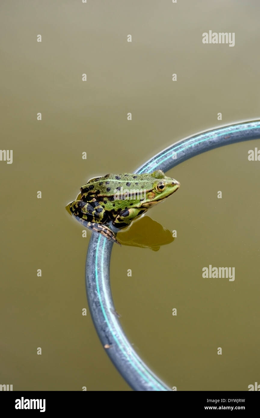 Frog sitting on floating ring Stock Photo - Alamy