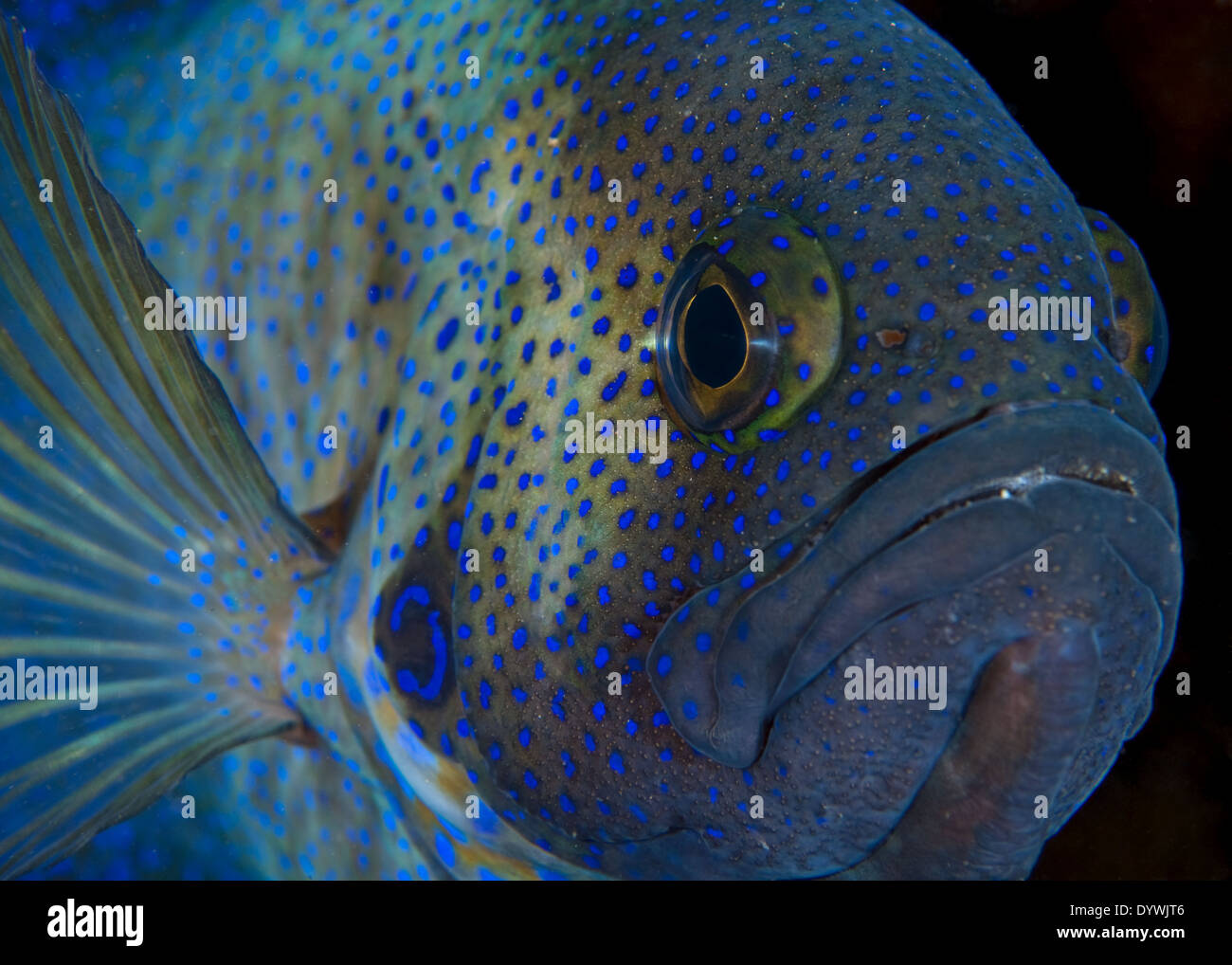 Island Of The Blue Dolphins Devilfish Facts