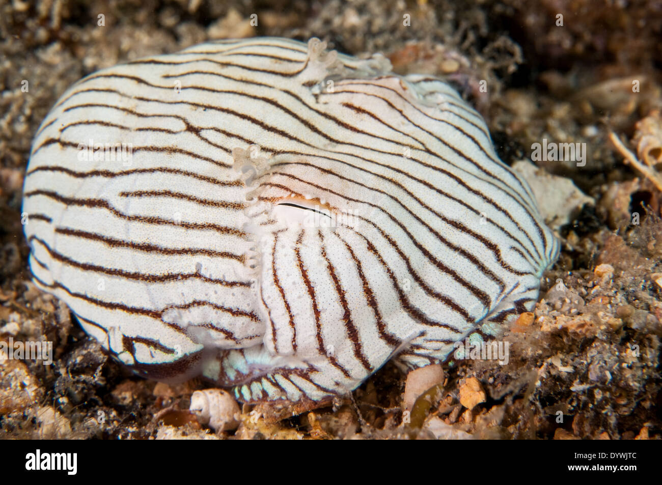 Striped Pyjama Squid Stock Photo - Alamy