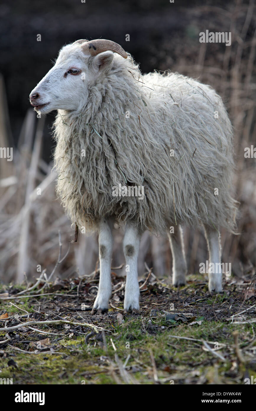 Skuddenschaf hi-res stock photography and images - Alamy