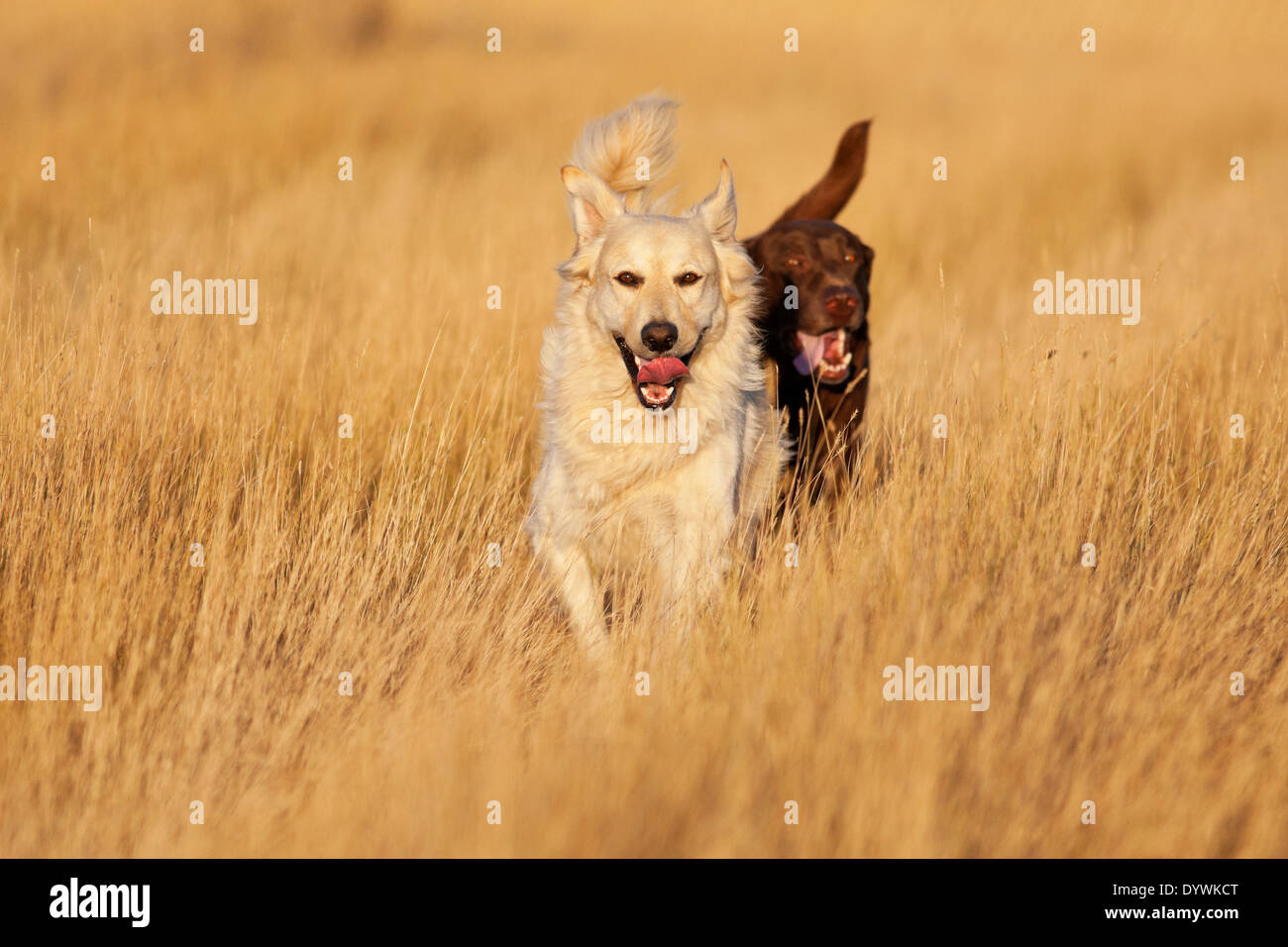 A Golden Labrador Retriever and a Chocolate Lab Retriever running ...