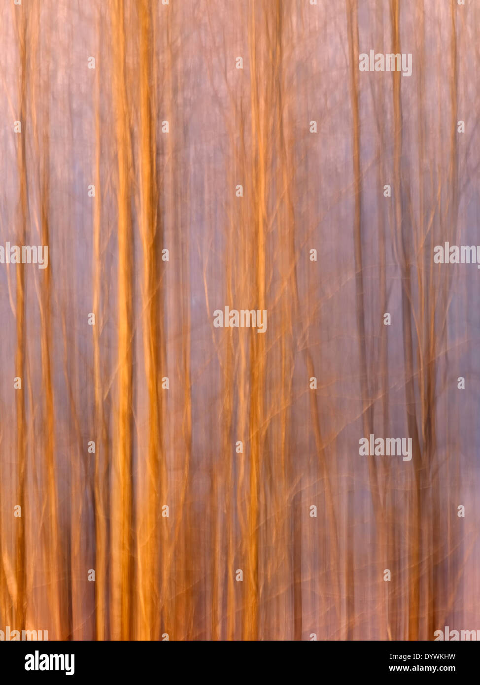 Abstract motion blur of trees trunks-multiple exposure Stock Photo - Alamy