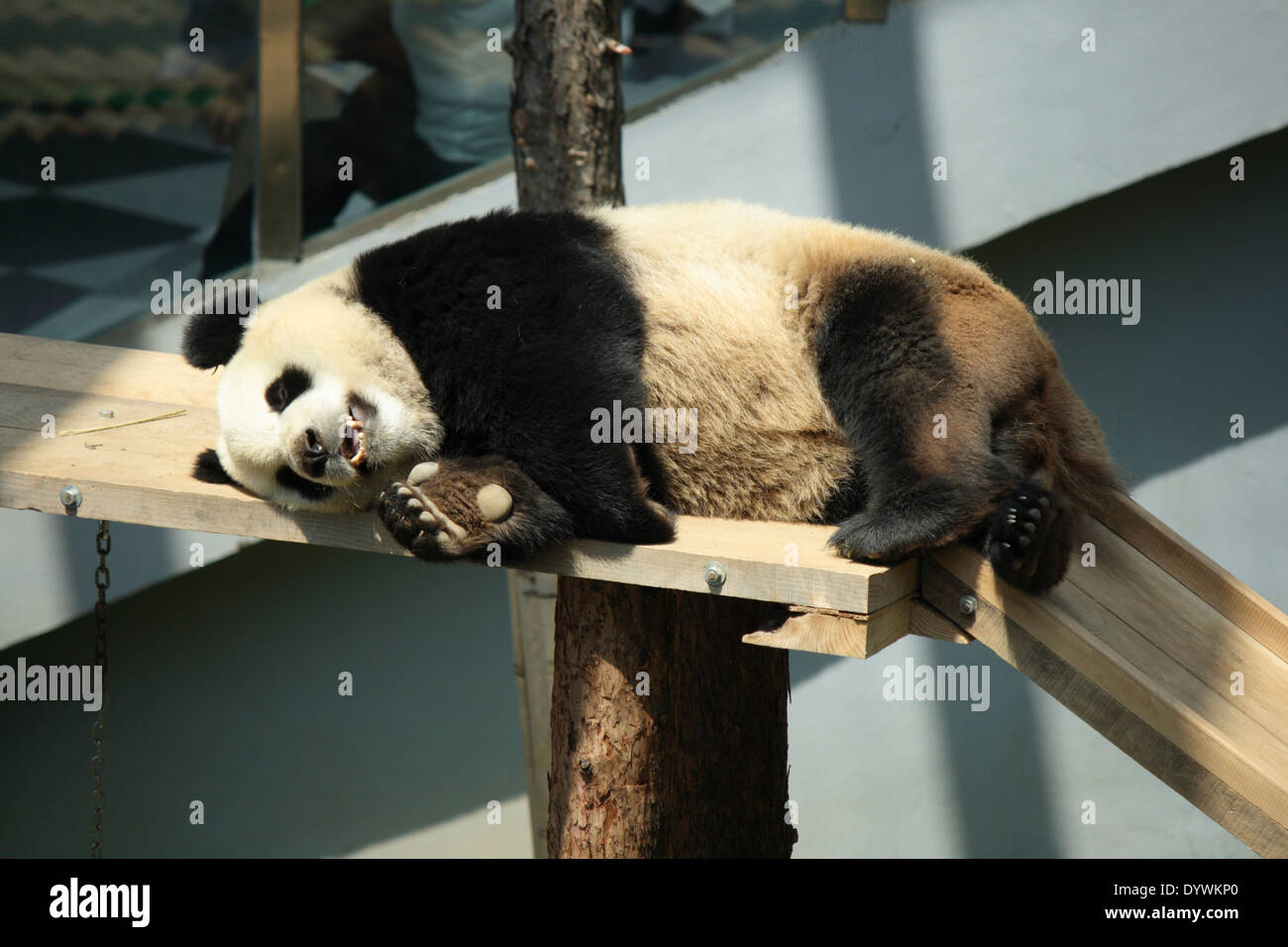 Dalian zoo hi-res stock photography and images - Alamy