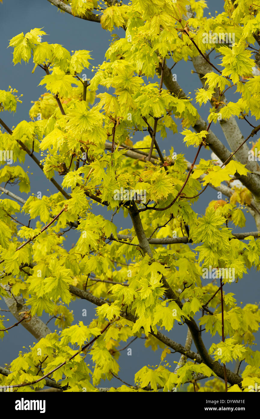 Acer palmatum japanese maple leaves hi-res stock photography and images ...