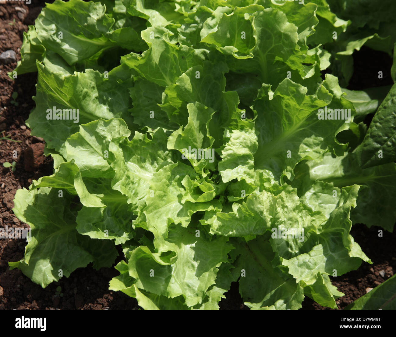 Cichorium endiva 'Full Blonde Heart' Endive close up of plant Stock ...