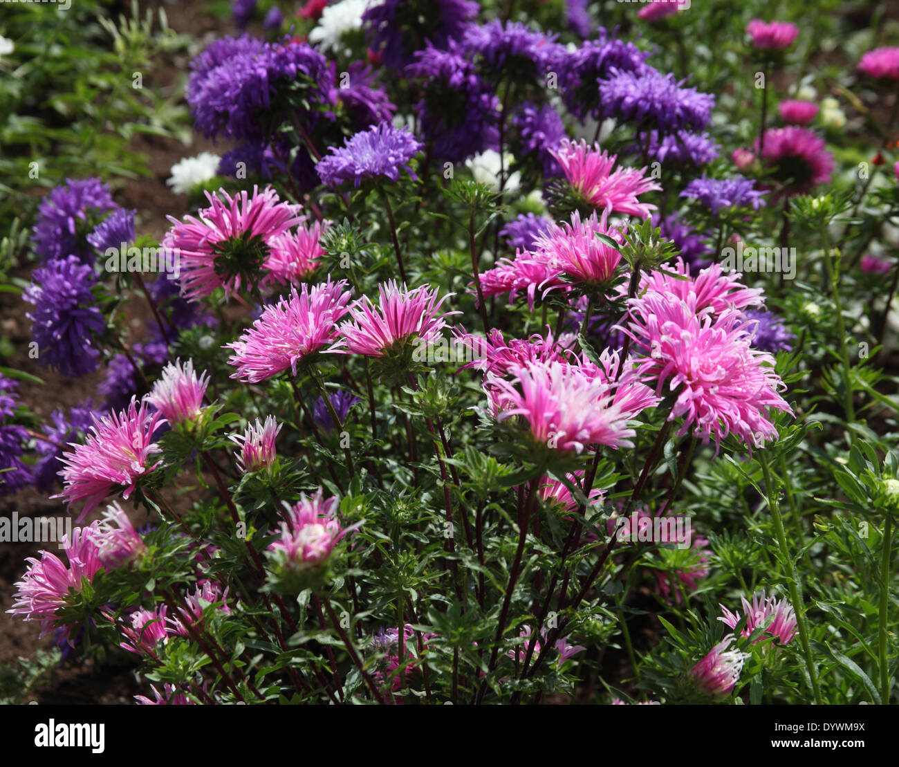 Ostrich plume hi-res stock photography and images - Alamy