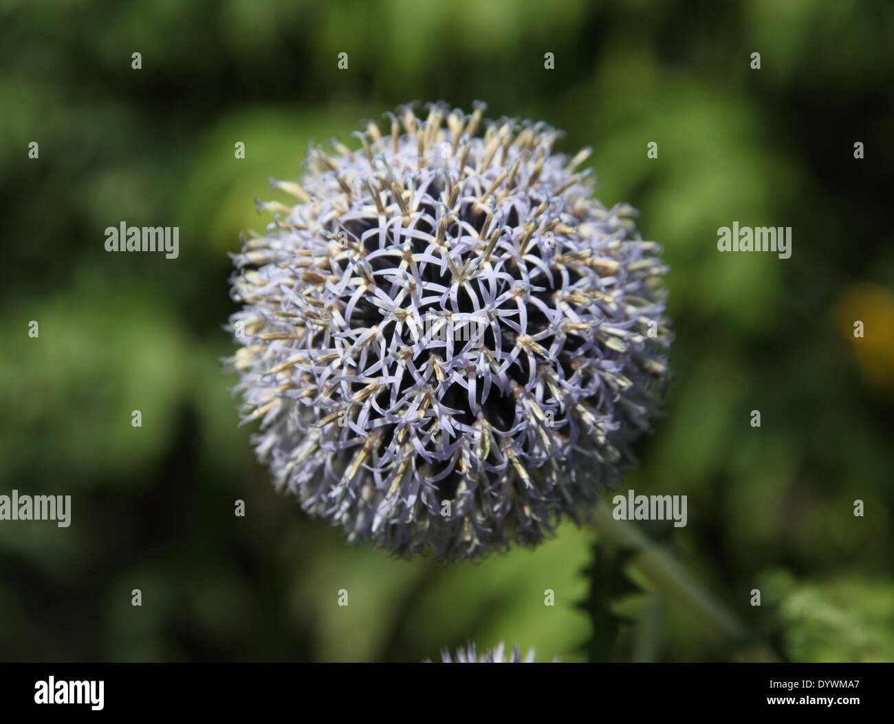 Echinops ritro hi-res stock photography and images - Alamy