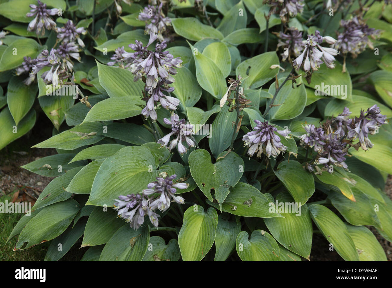 Halycon hi-res stock photography and images - Alamy