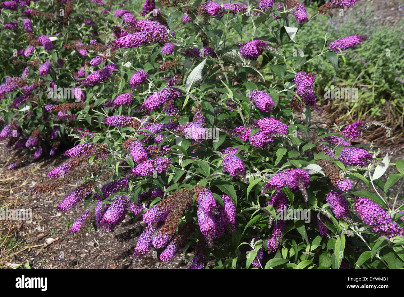 Buddleja 'Buzz Magenta' shrub in flower Stock Photo - Alamy