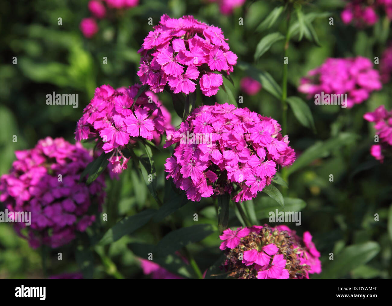 Dianthus amazon neon purple hi-res stock photography and images - Alamy