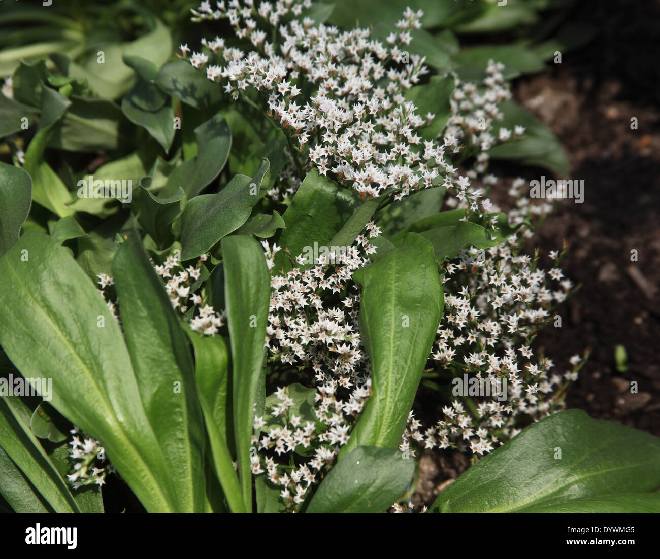 German statice hi-res stock photography and images - Alamy