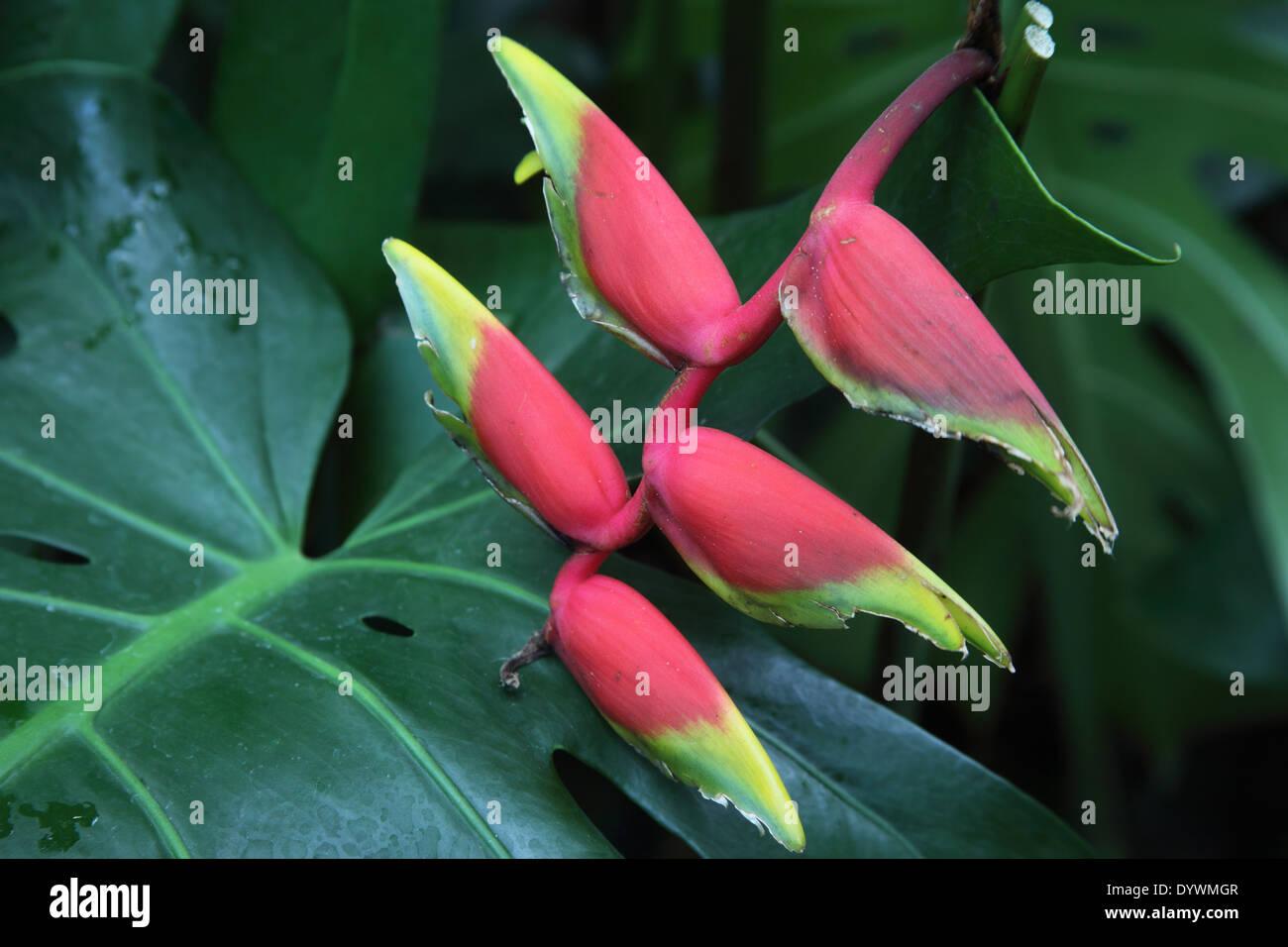 Swiss cheese plant hi-res stock photography and images - Alamy