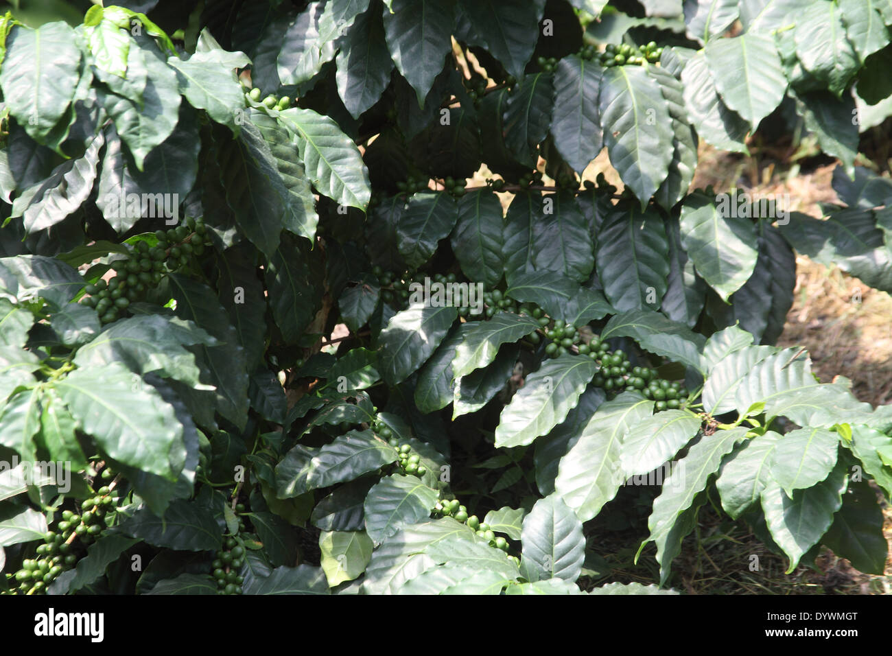 Bush bean hi-res stock photography and images - Alamy