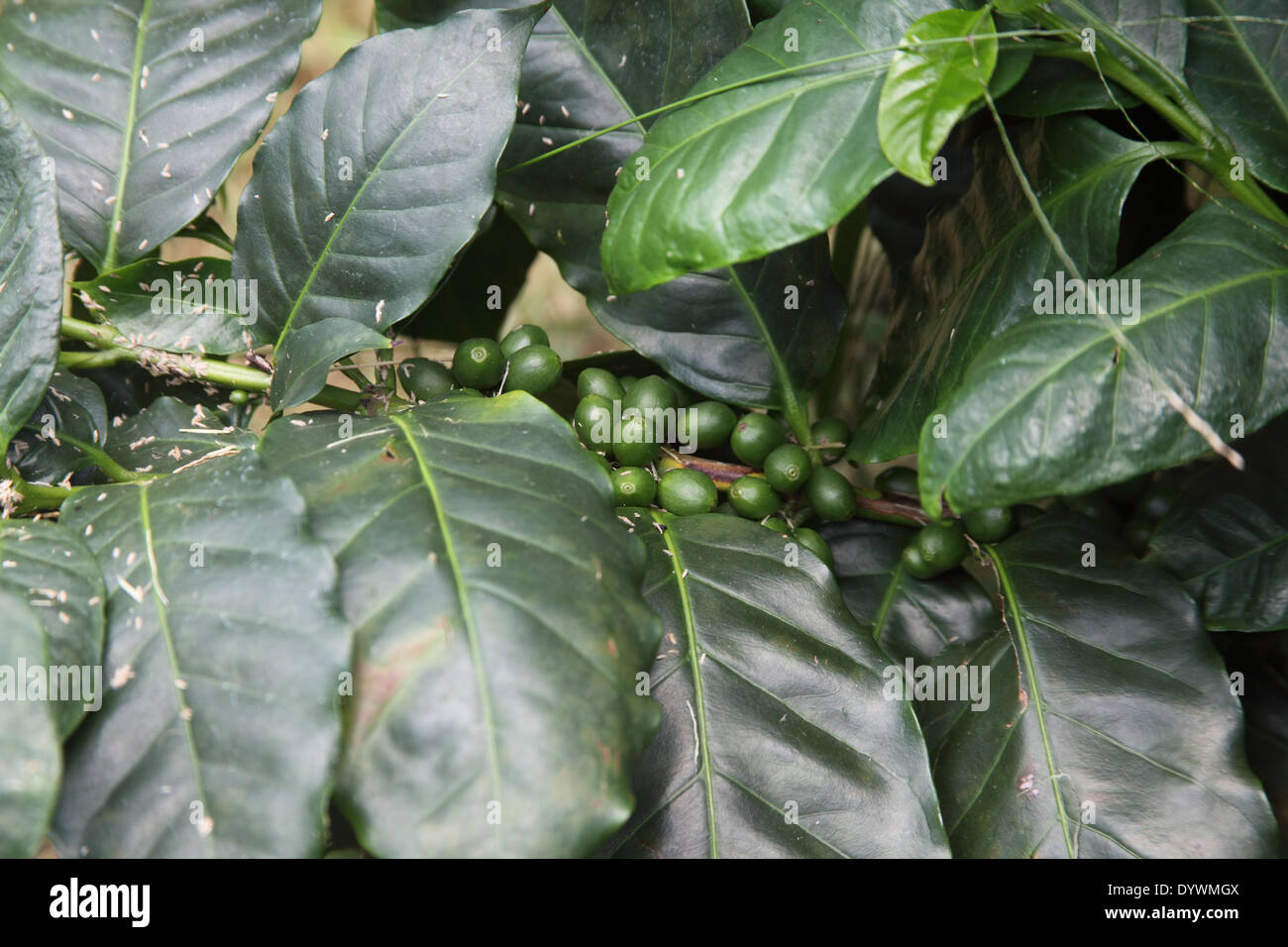 Coffea Arabica Coffee close up of ripening beans Stock Photo - Alamy
