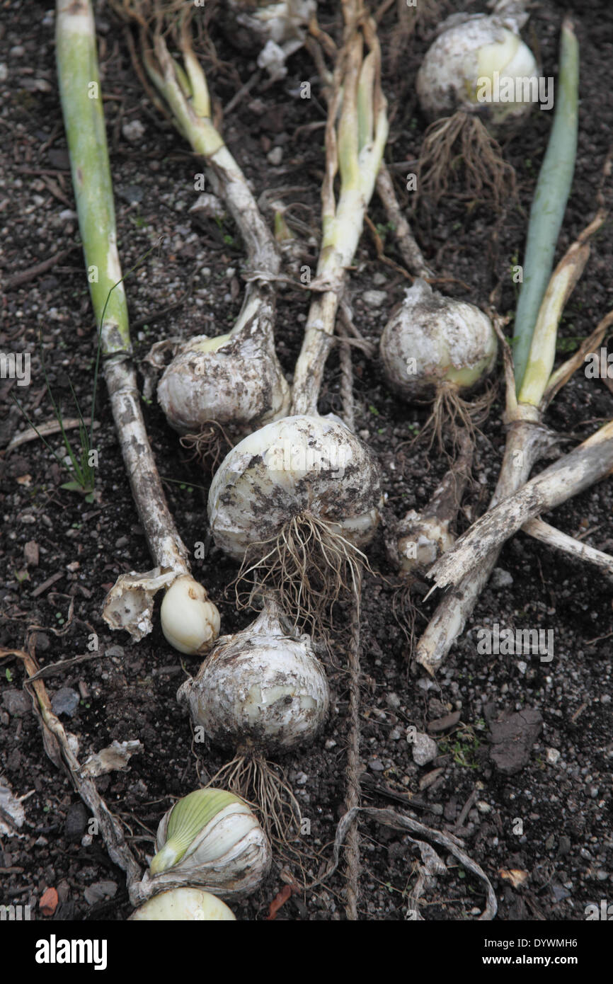 Allium cepa 'White Snowball' Onion close up of mature bulbs Stock Photo ...