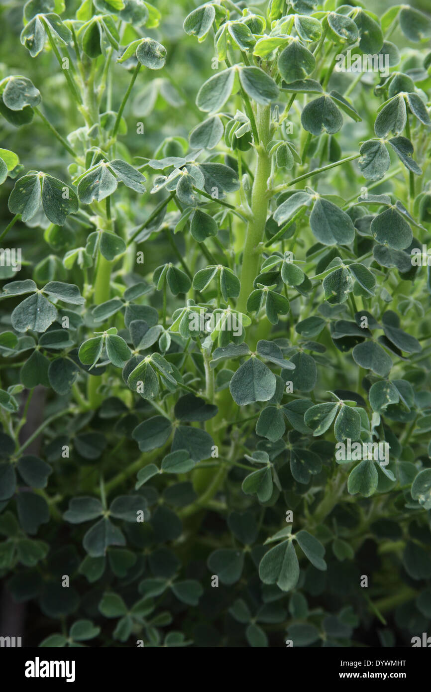 Oca oxalis tuberosa hi-res stock photography and images - Alamy